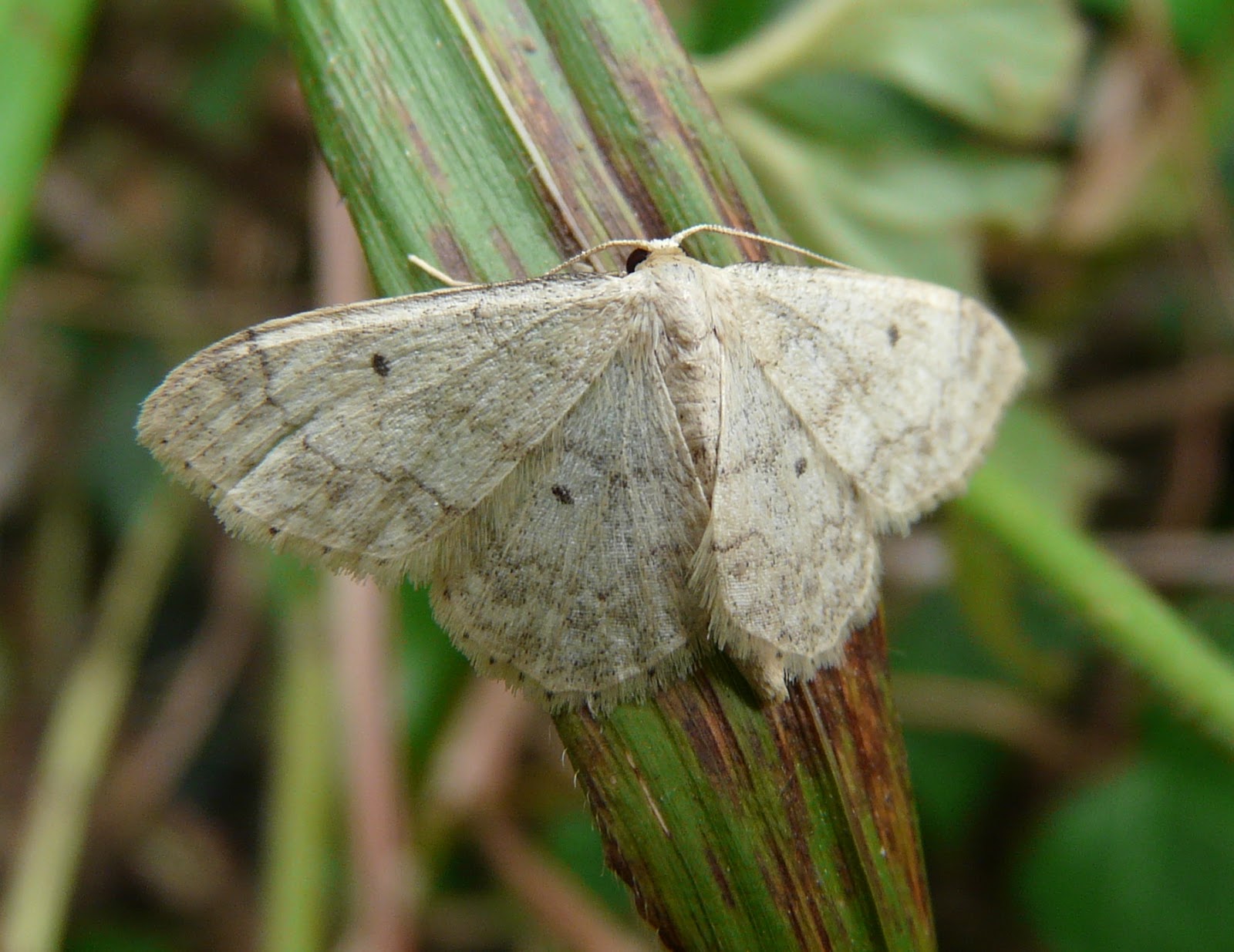 birdingexmouth: Moths in Hedges
