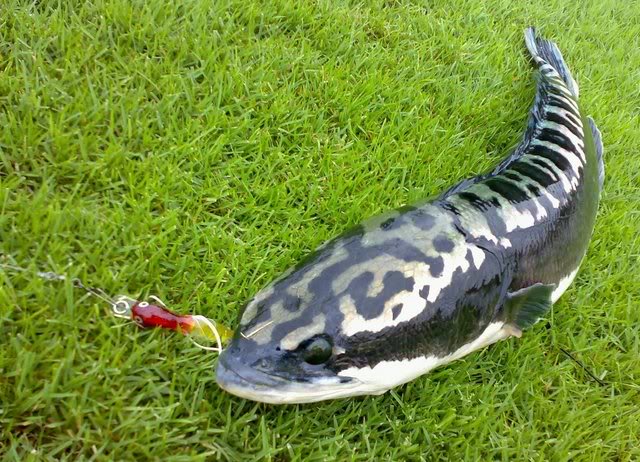 Tackle Fish: The Giant Snakehead (Toman)