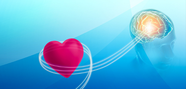 Cómo funciona el corazón humano como un segundo cerebro? - Apkallu ...