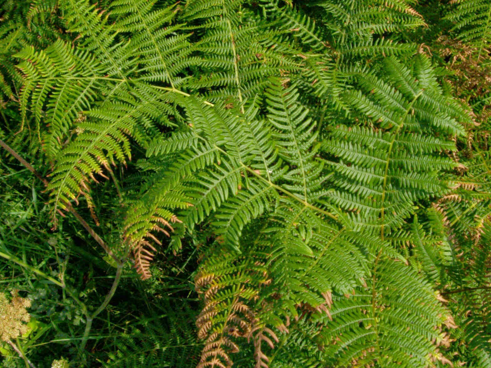 Reino Plantae | Bio Blog.