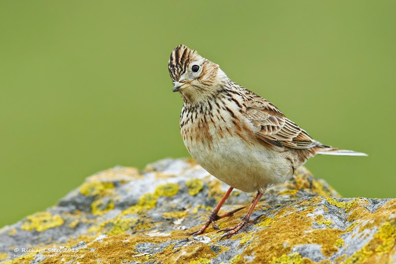 Wildlife Photographic Journals: Up with the Larks