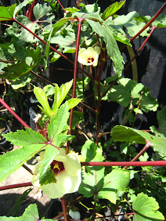 Alternative methods for growing tomato | Garden Park