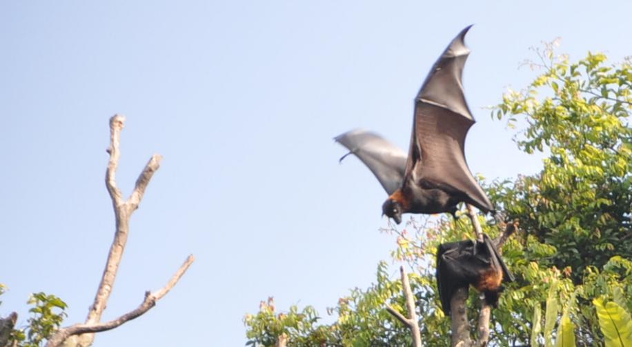 Oorang Bandoeng: Kalong Besar di Kota Bandung Telah Punah?