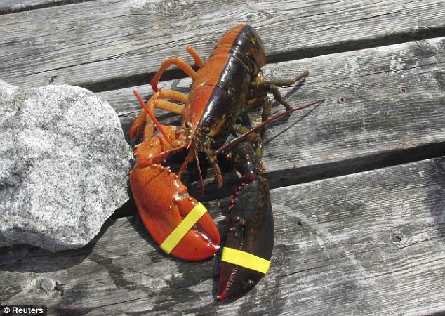 Animal World: Fisherman catches 1 in 50 million multi-colored lobster