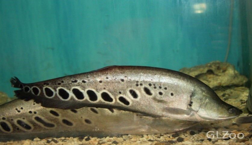 Notopterus chitala - Segala Sesuatu Terkait Biologi