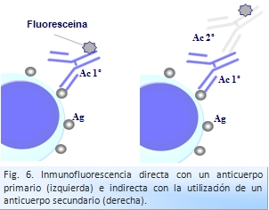 Técnicas Inmunológicas: Métodos en Inmunología
