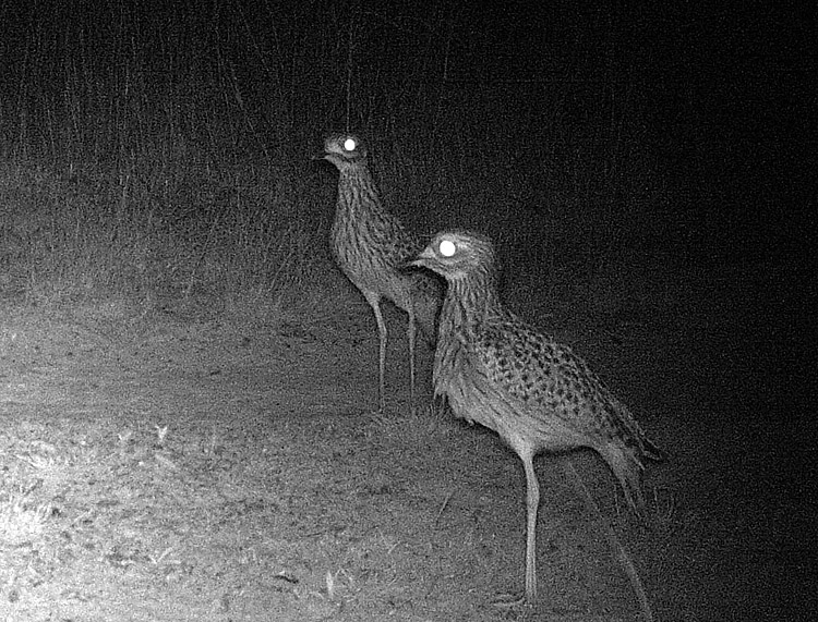 Remote Camera Trap - South Africa: Birds On The Road