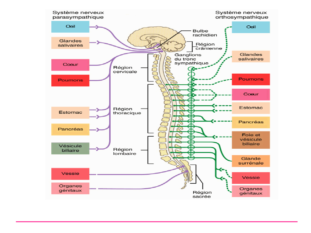 Sistem Syaraf ~ Nosi Qadariah