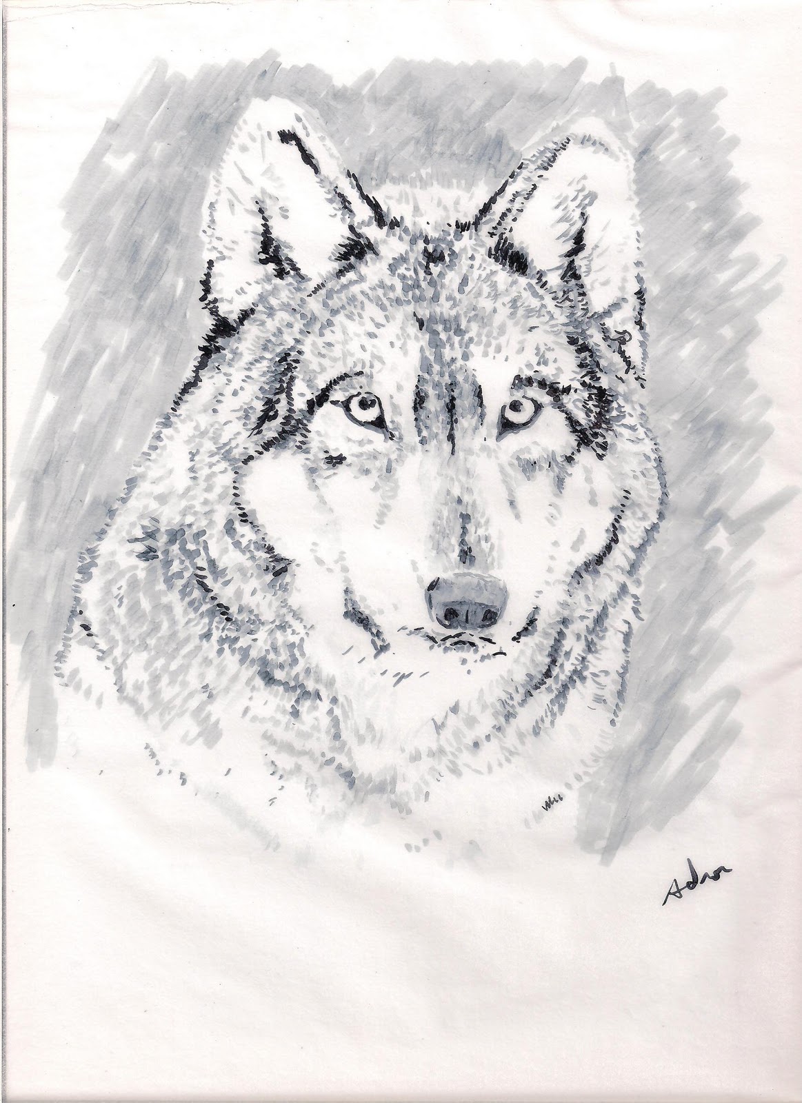 How to Draw Worksheets for The Young Artist: How to Draw a Wolf - A ...