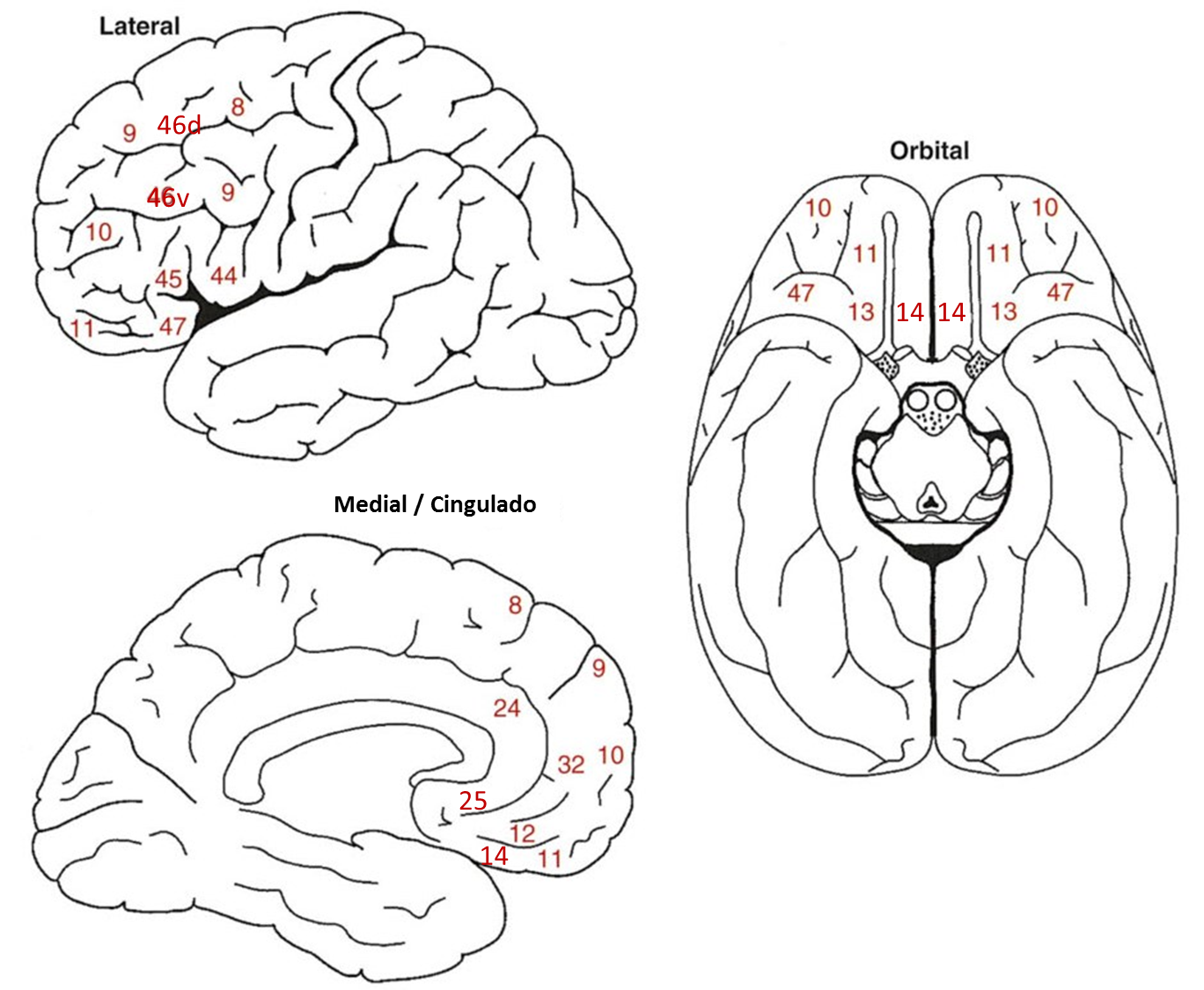 El sistema de recompensa del cerebro ¿por qué nos comportamos como nos ...