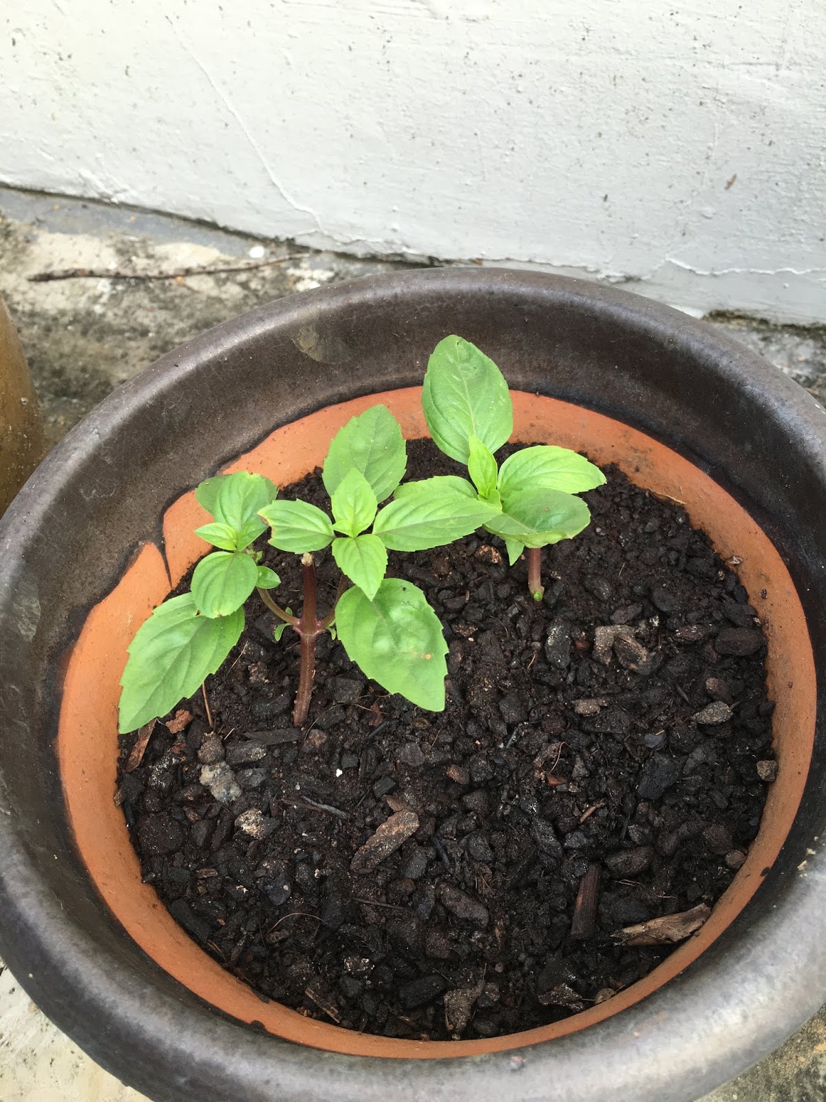 Enriching Young Lives: Mini Potted Edible Plant Project