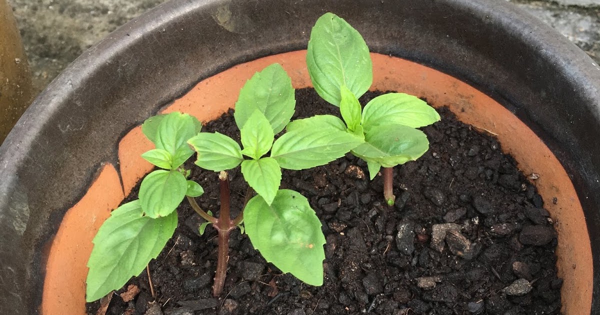 Enriching Young Lives: Mini Potted Edible Plant Project