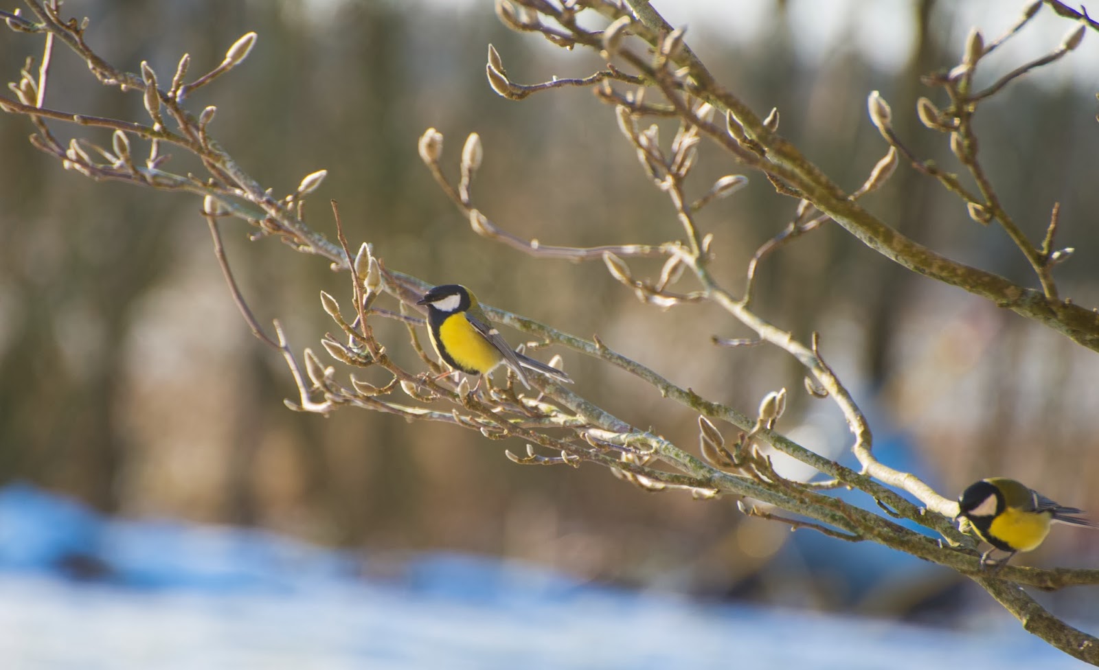 Mit grønne univers: Fugle i haven - musvit