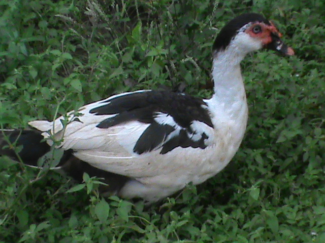 KingToK ( Peking Entok ) Isa Banjarnegara JawaTengah