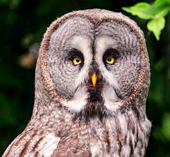 The Presurfer: 18 Owl Species With Irresistible Faces