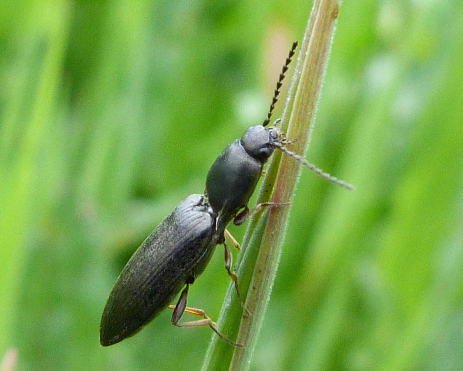 Insects of Scotland: Other Beetles