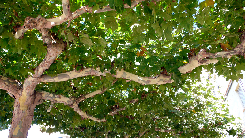 Casa L: Buenos días. Halago