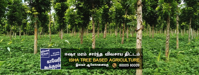செம்மரம் (RED SANDERS) - Isha tree based agriculture
