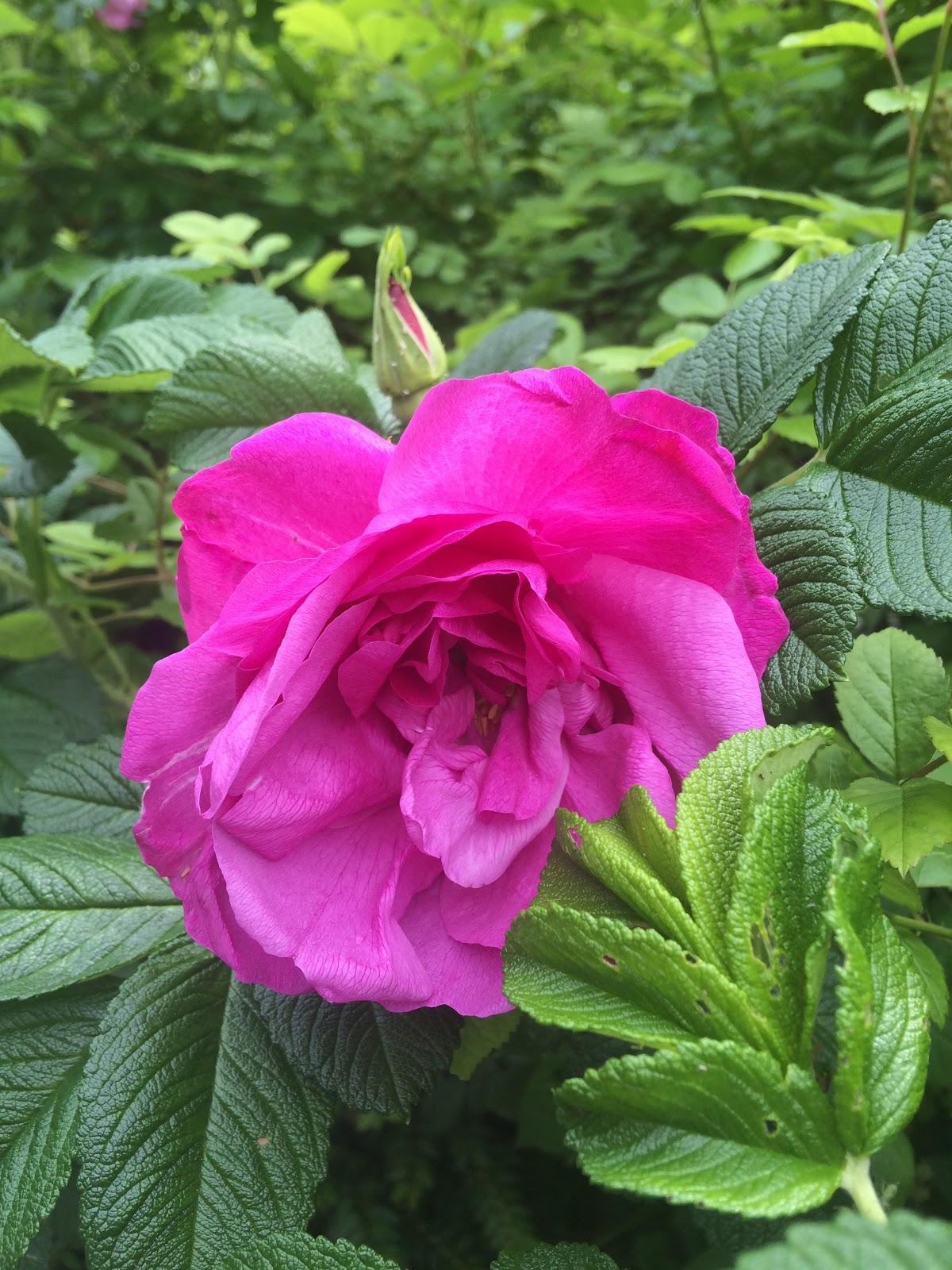 Heaven can wait : Magical Rose Garden