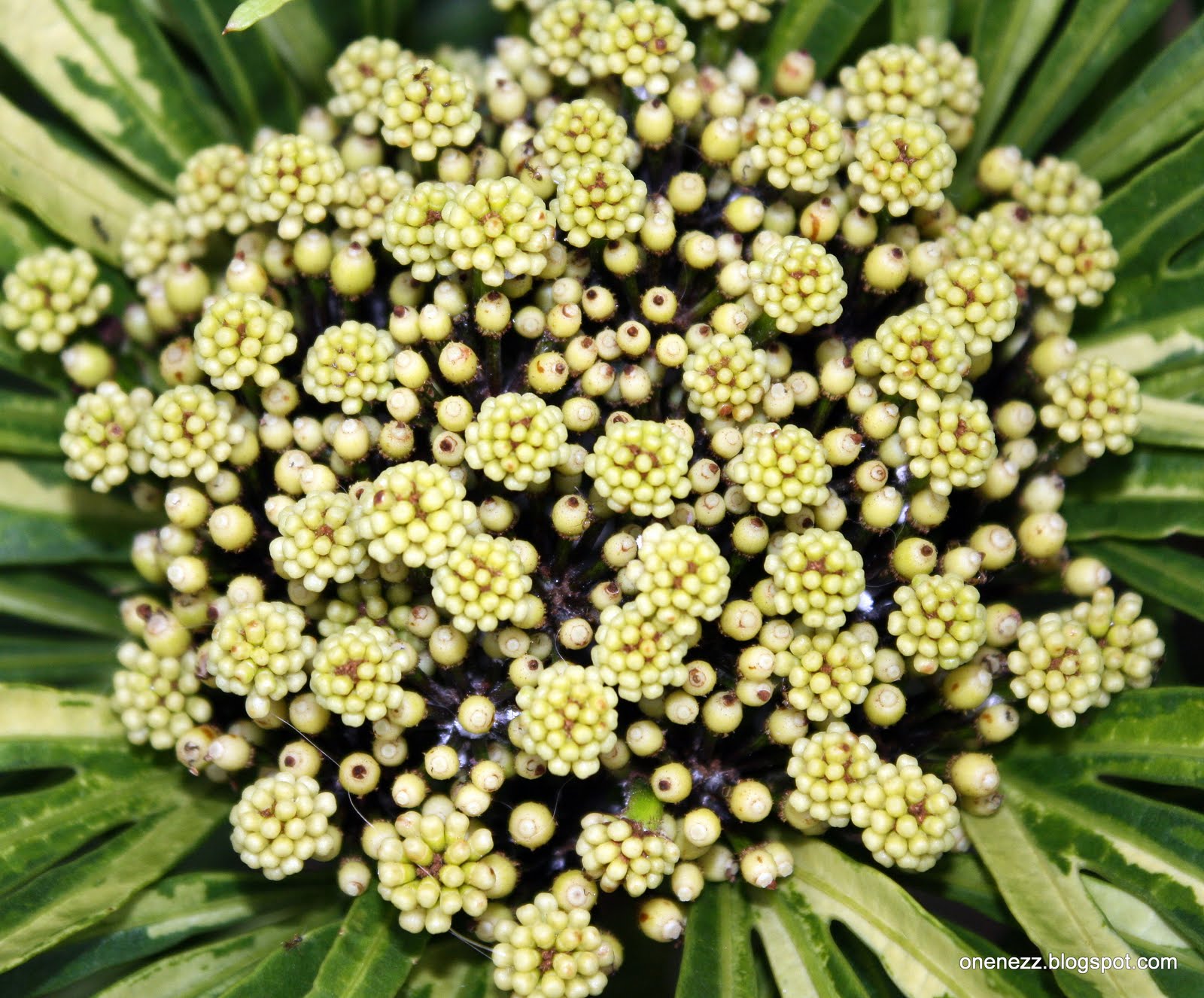 Tropical Nature Photos: Yellow Aralia in the Limelight