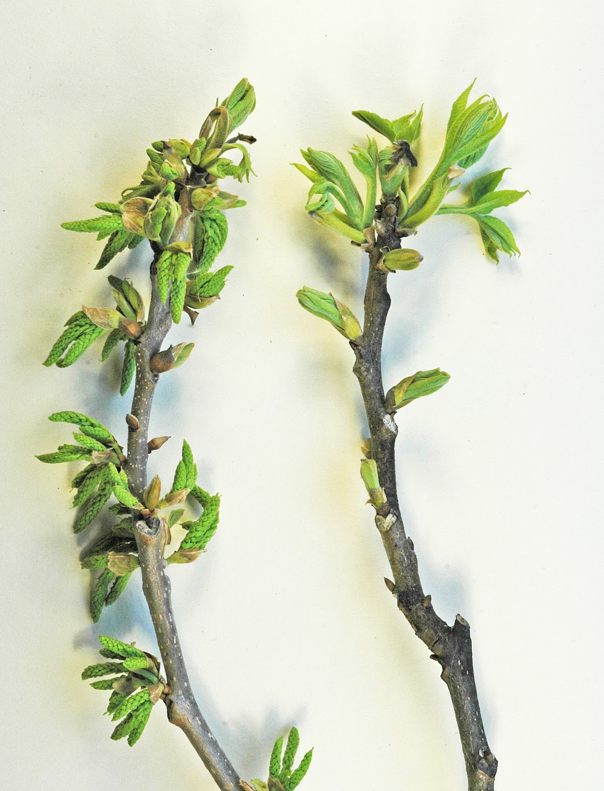 Northern Pecans: Pecan trees breaking bud