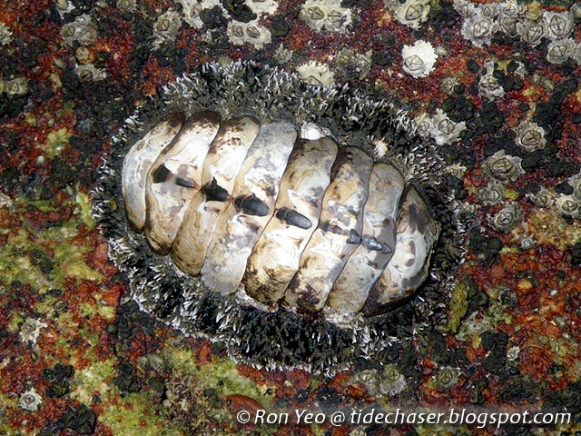 tHE tiDE cHAsER: Chitons (Phylum Mollusca: Class Polyplacophora) of ...