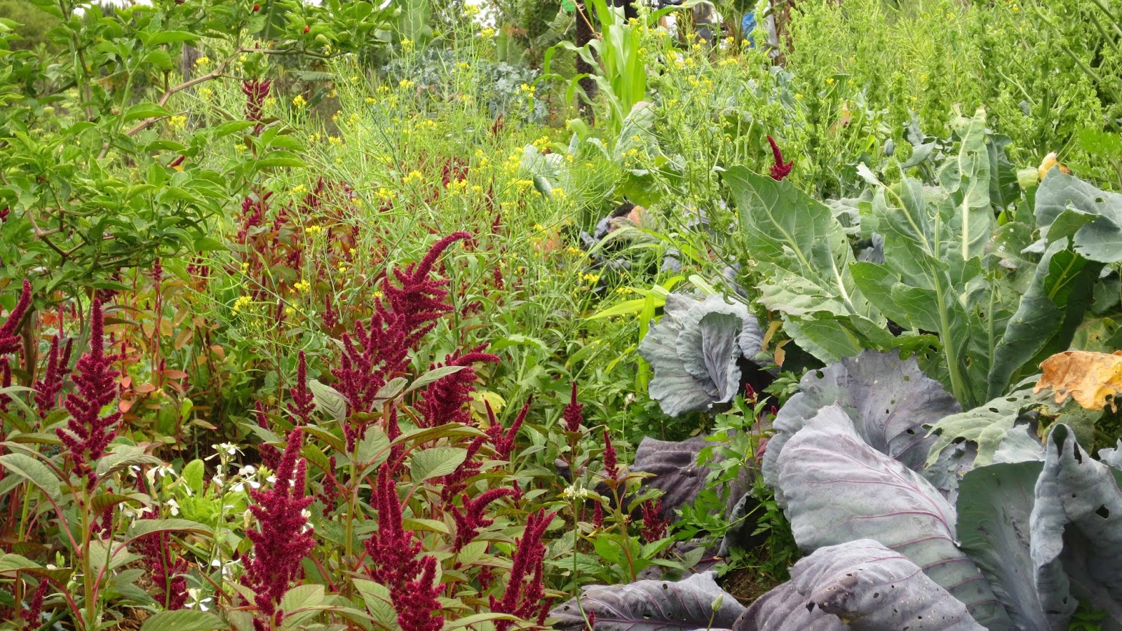 Fernmount Food Forest: Ornamental Food Forest Plants