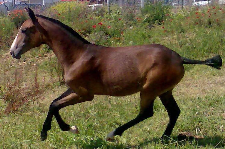 Jangada da Tijuca: ALPONDRAS/PONDRAS/POLDRAS