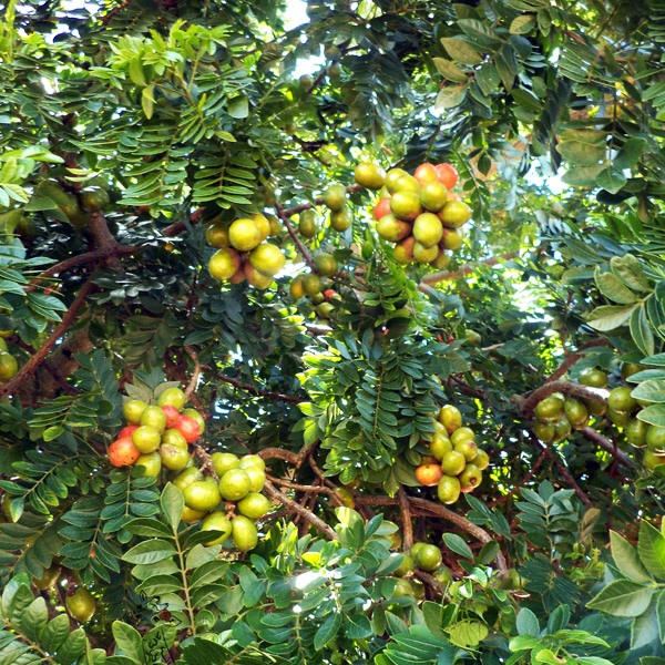 VENTO NORDESTE: DOCE SABOR DAS NOSSAS FRUTAS - SERIGUELA