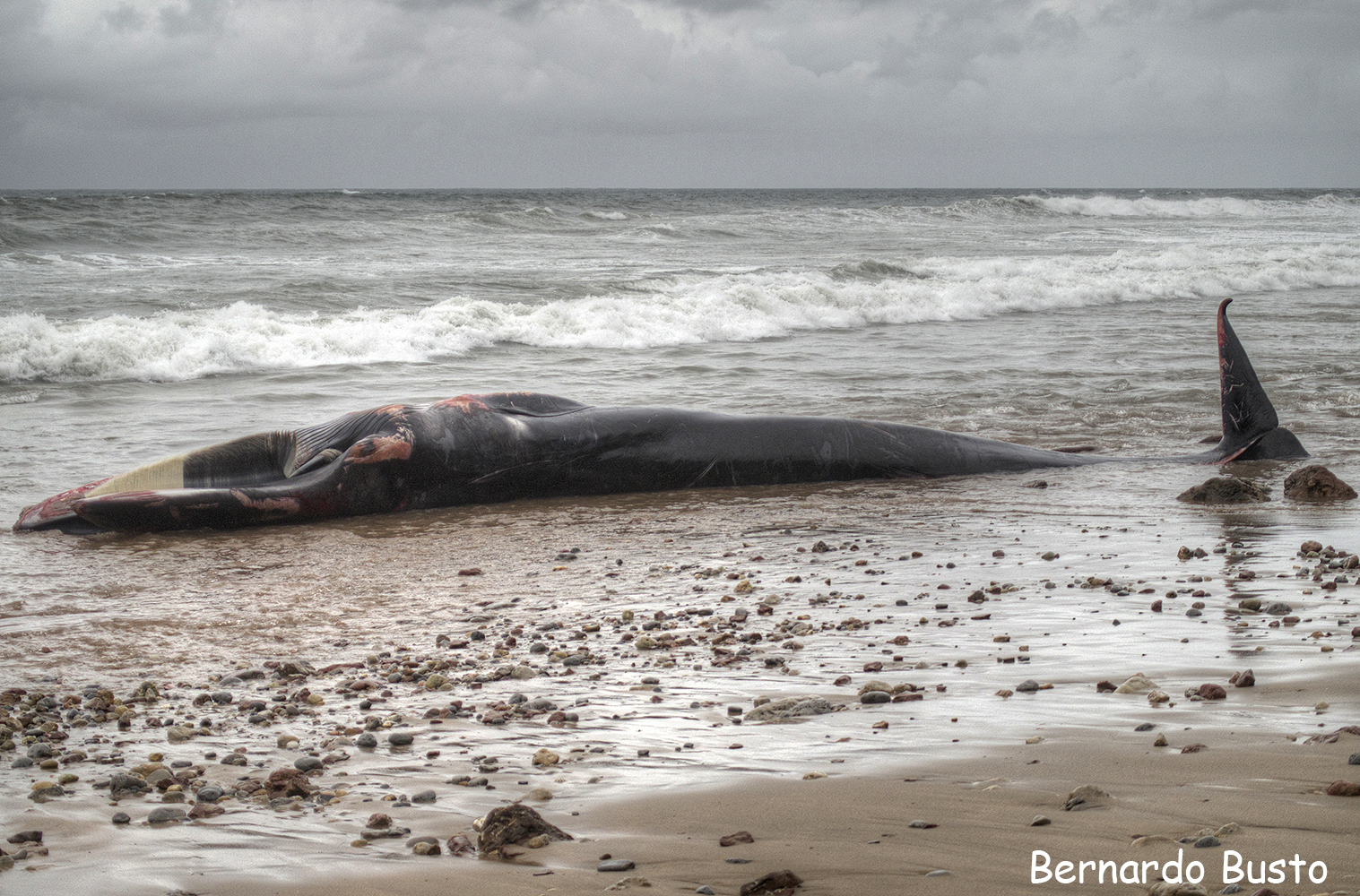 RÍA DE LA VILLA: Ballena varada