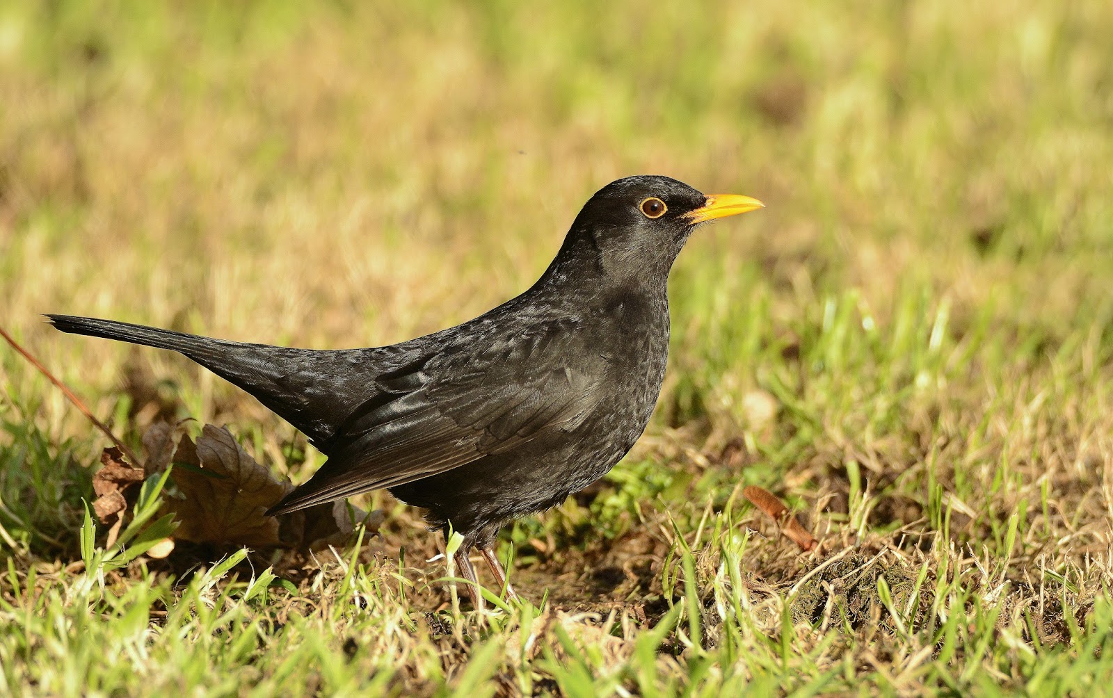 BirdWatch Ireland's Conservation Team blog: The Irish Garden Bird ...