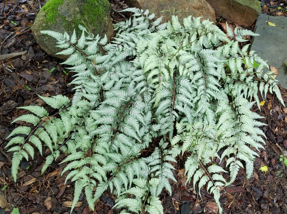Future Plants by Randy Stewart: Fern - Athyrium ( Painted & Lady Ferns )