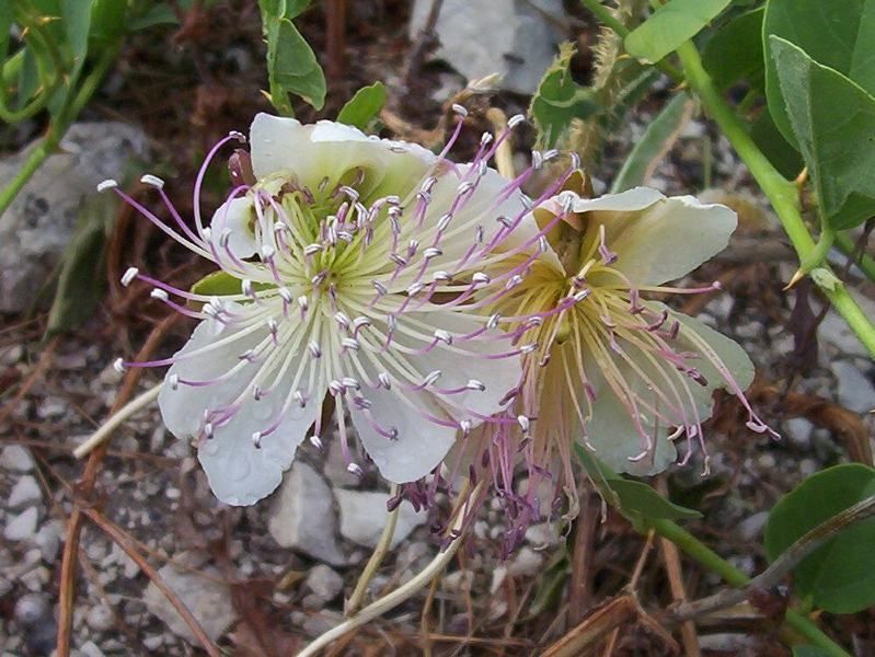 ΦΑΓΩΣΙΜΑ ΘΕΡΑΠΕΥΤΙΚΑ ΑΓΡΙΟΧΟΡΤΑ | ΒΟΤΑΝΟΘΕΡΑΠΕΙΑ . ΘΕΡΑΠΕΥΤΙΚΑ ΦΥΤΑ ΚΑΙ ...