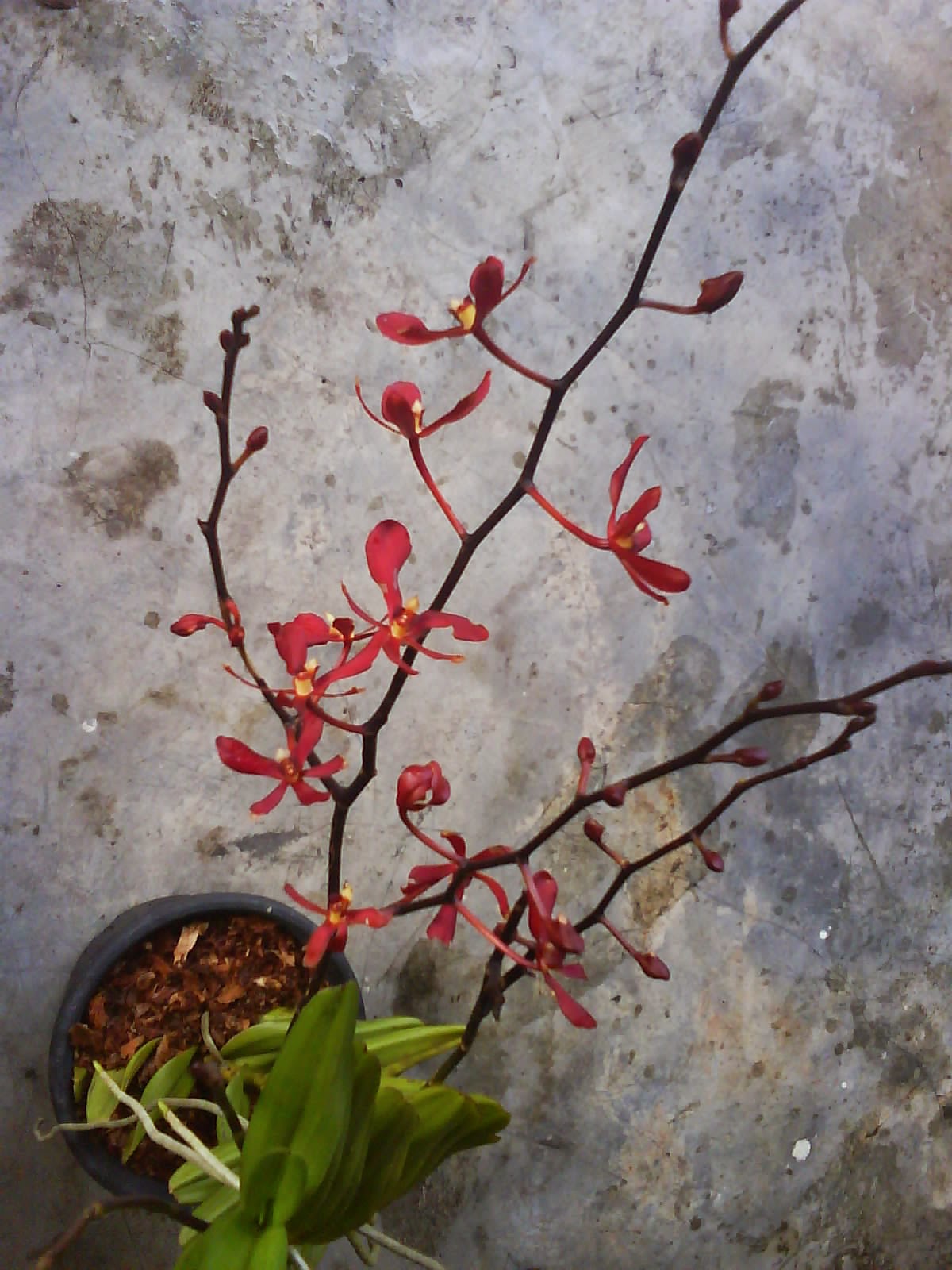Garden Chronicles of James David: Renanthera Orchid & Eria Orchid