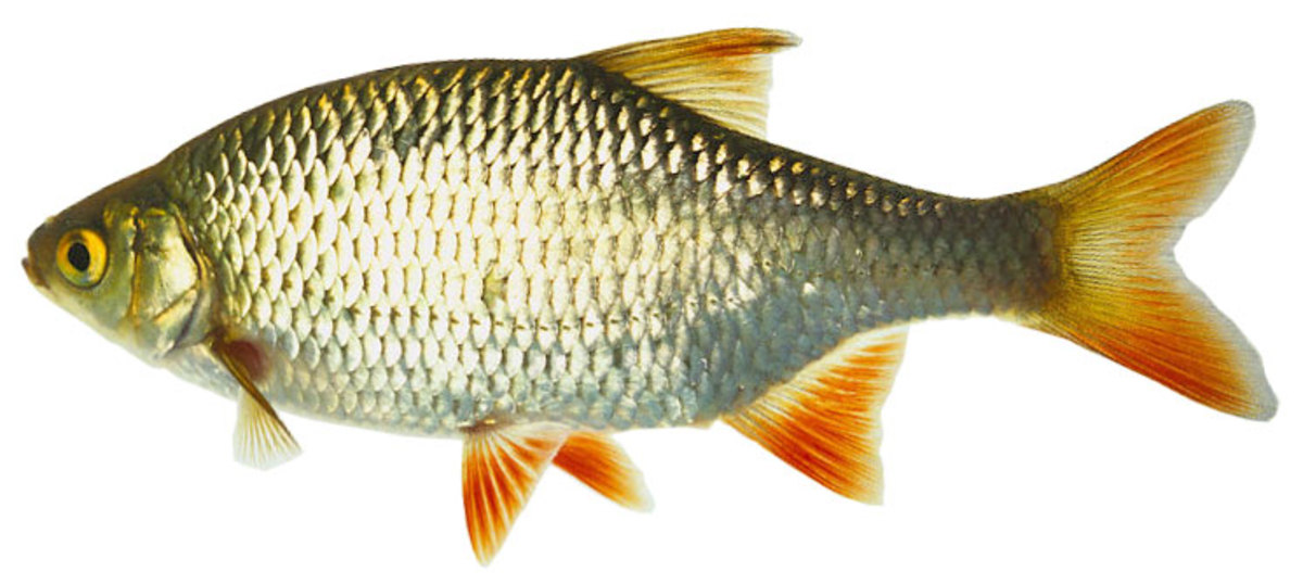 Pangea Kulturális és Környezetvédelmi Egyesület: január 2019