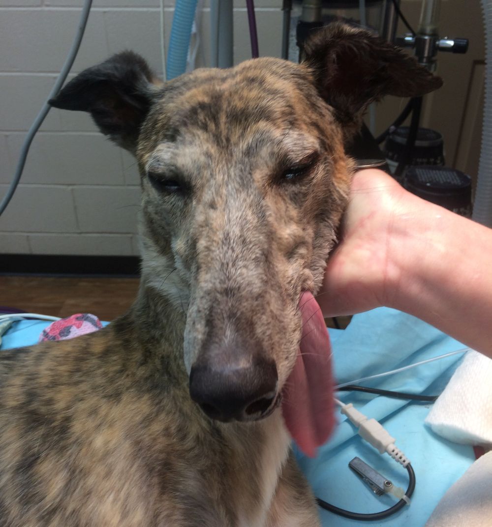 NEVER SAY NEVER GREYHOUNDS: Seven's Toe Amputation