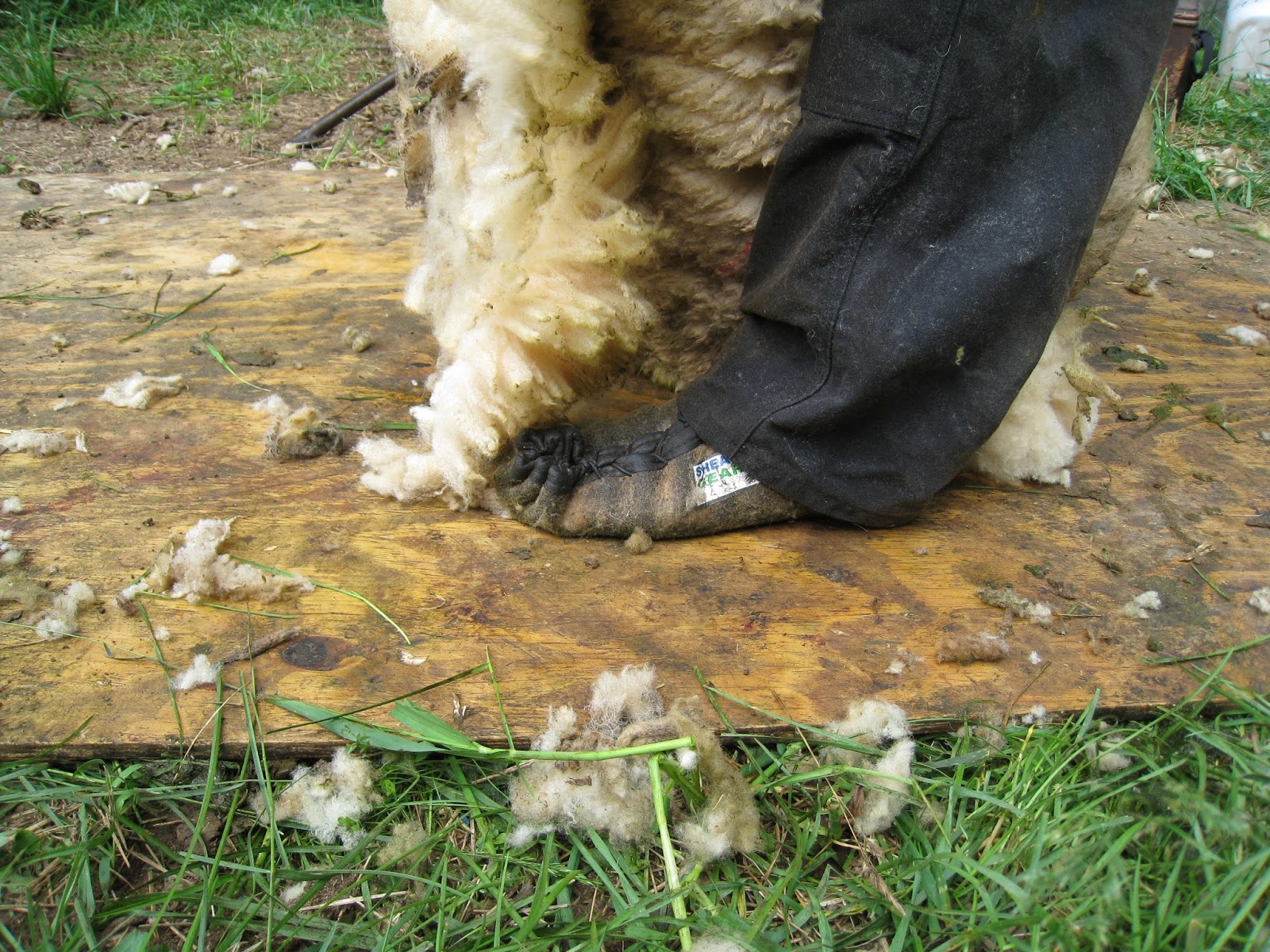 The Singing Farmwife: Dingleberry Duty