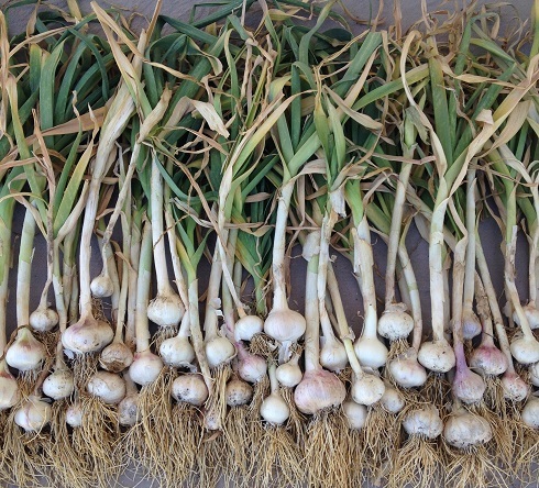 7 Bimë/Zbythës natural të Mushkonjave për të qëndruar larg Kimikateve ...