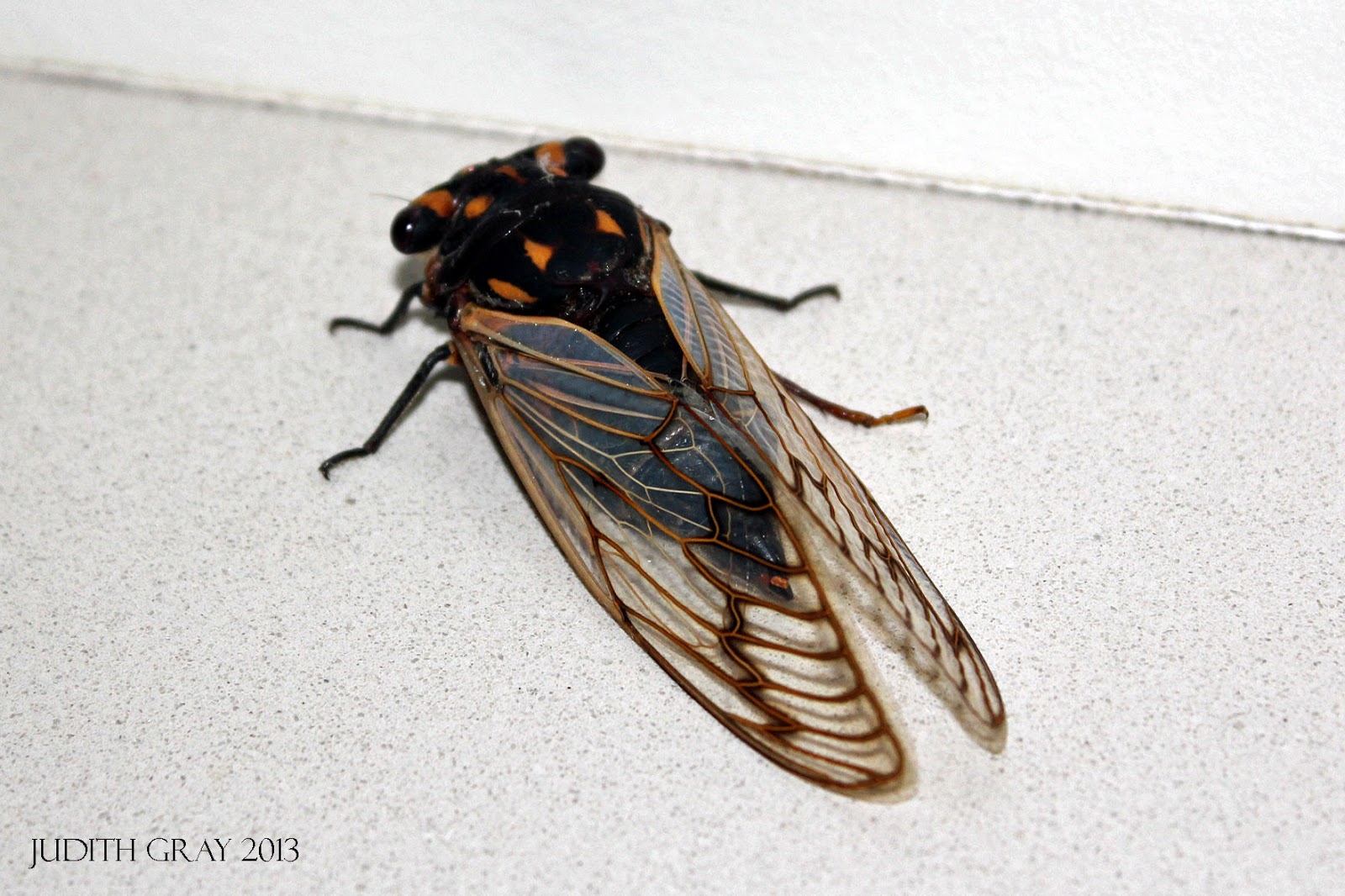 Cicada's & Rhino Beetle's January 2013