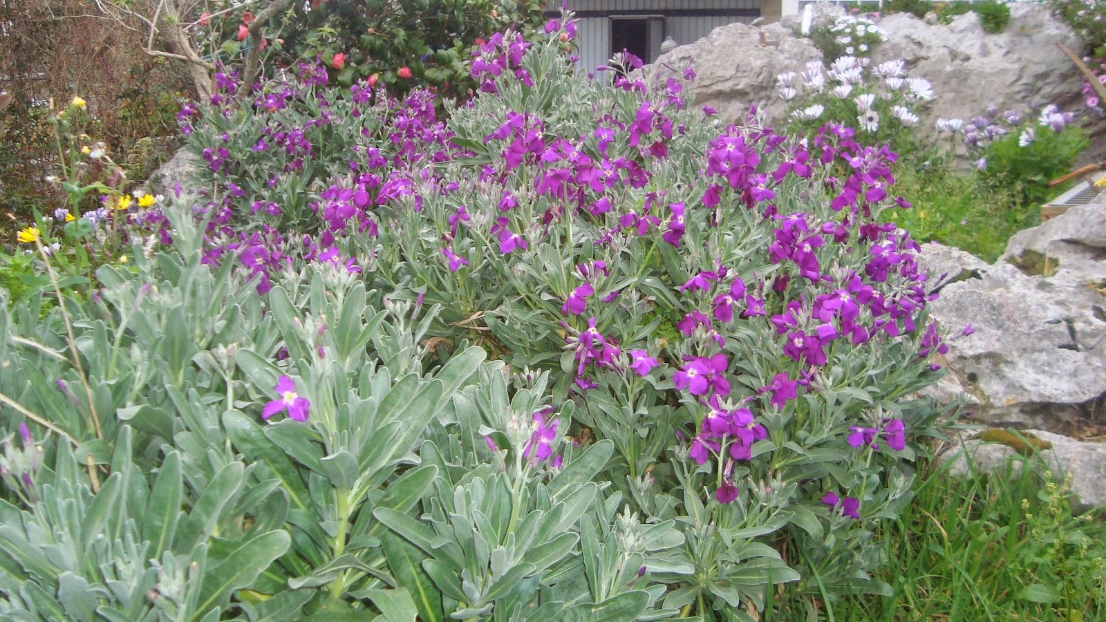 ALHELI ( Cheiranthus ) - El Jardín de Elbe