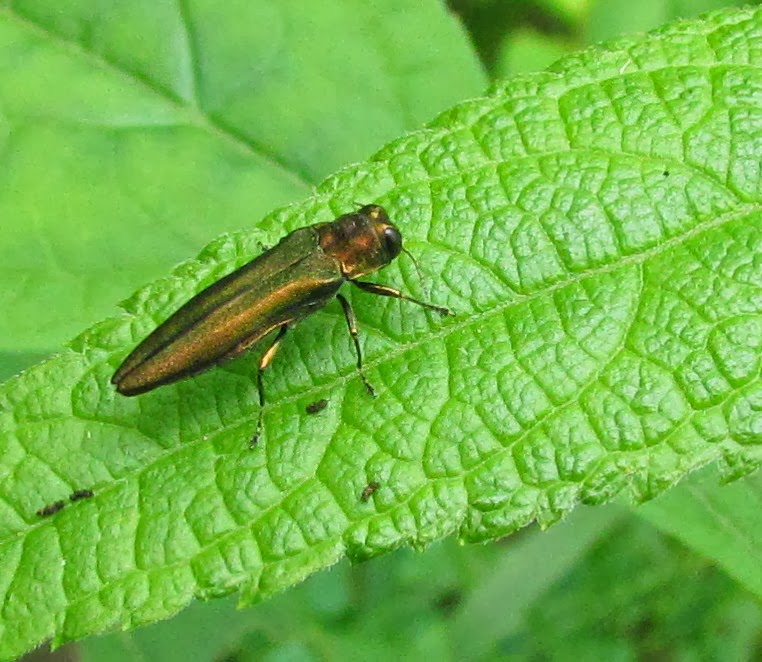 Bug Eric: The Emerald Ash Borer Invades Colorado