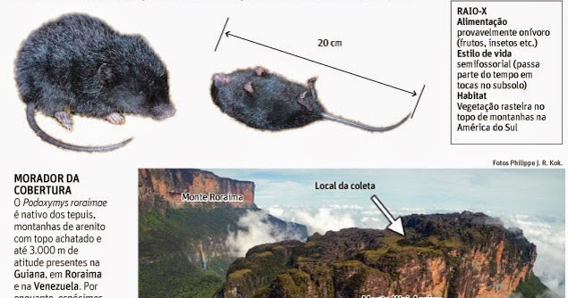 Oculto Curiosos: Rato no alto de monte amazônico intriga cientistas NO ...