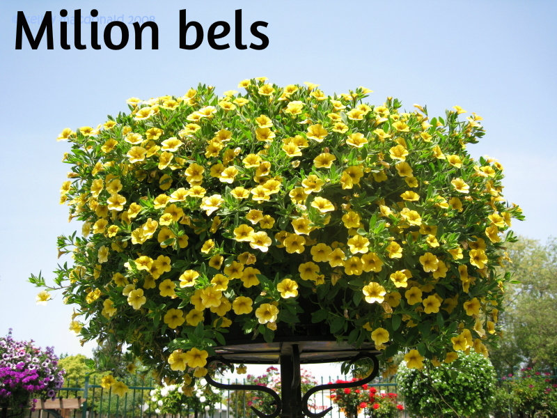 Petunia,surfinija,milion bels