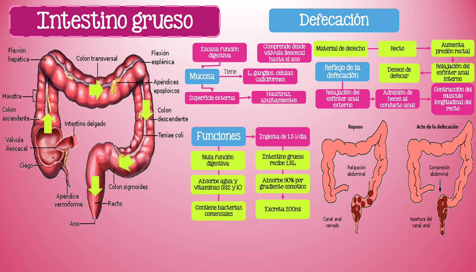 Fisiología Básica