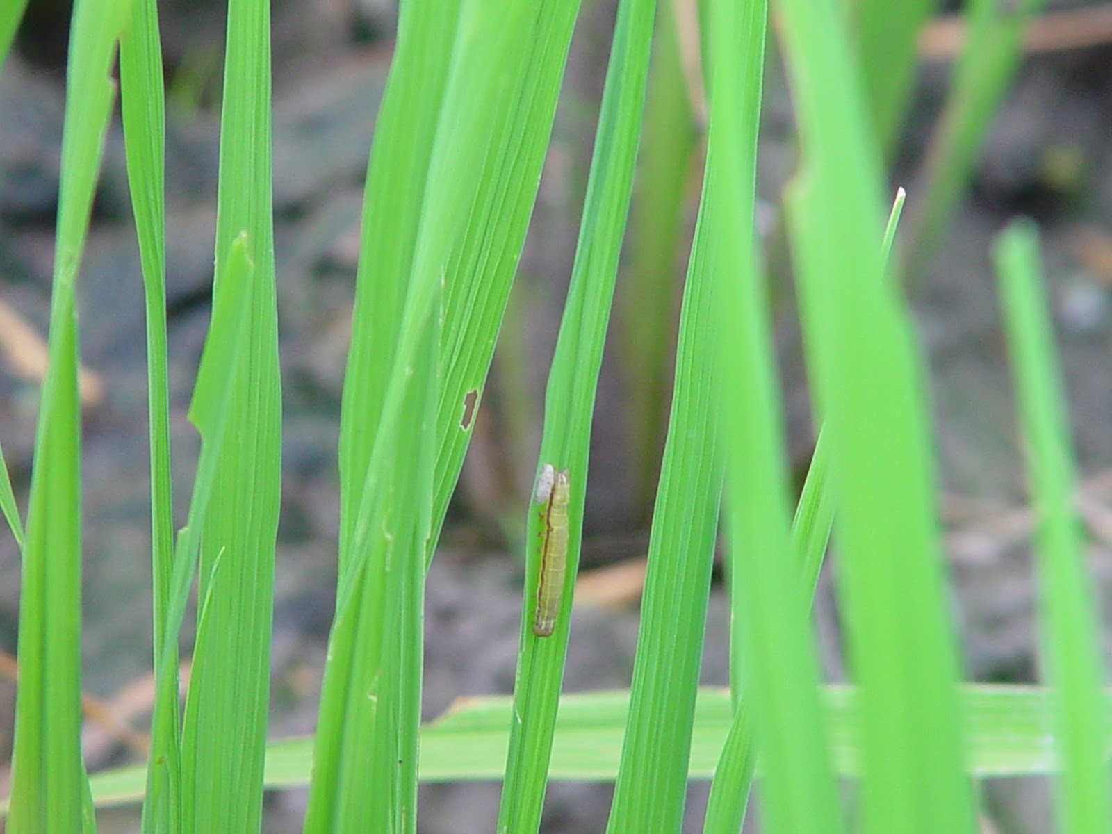 ID BuDDy: ENTOMOLOGY :- Insect Pests of Field Crops and their Management