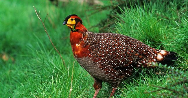 Blyth’s tragopan Beautiful Bird Images, Photos Wallpapers