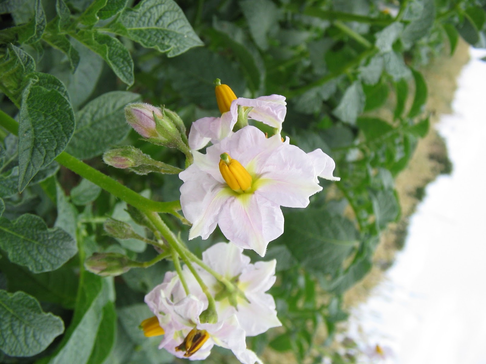 Gambar Gambar Bunga Lengkap - Riset