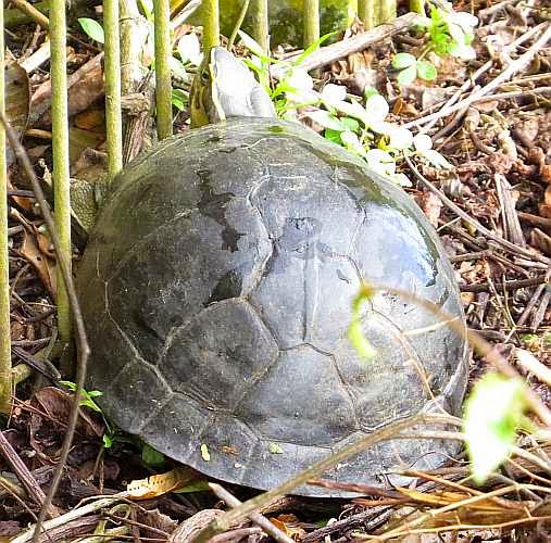 Singapore Wild Animals: Turtles and Tortoises
