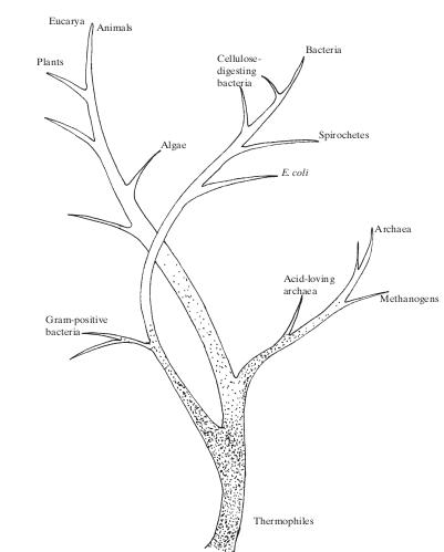 Energy Blog: Methane forming Bacteria