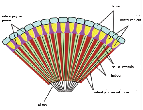 My Blog: MATA SERANGGA
